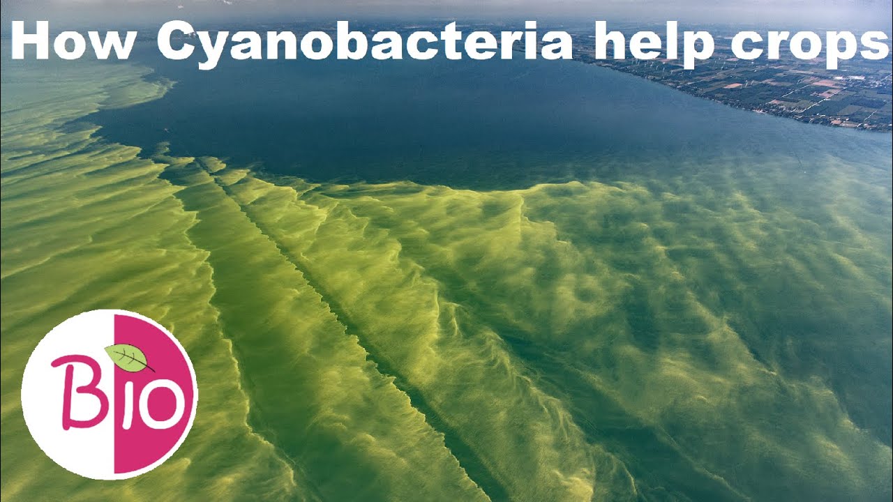 How Cyanobacteria is helpful in Agriculture? by Simply The Best BIO ...