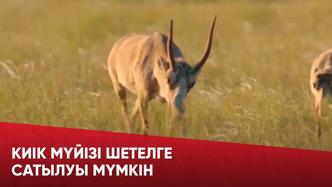 Киік мүйізі шетелге сатылуы мүмкін - YouTube