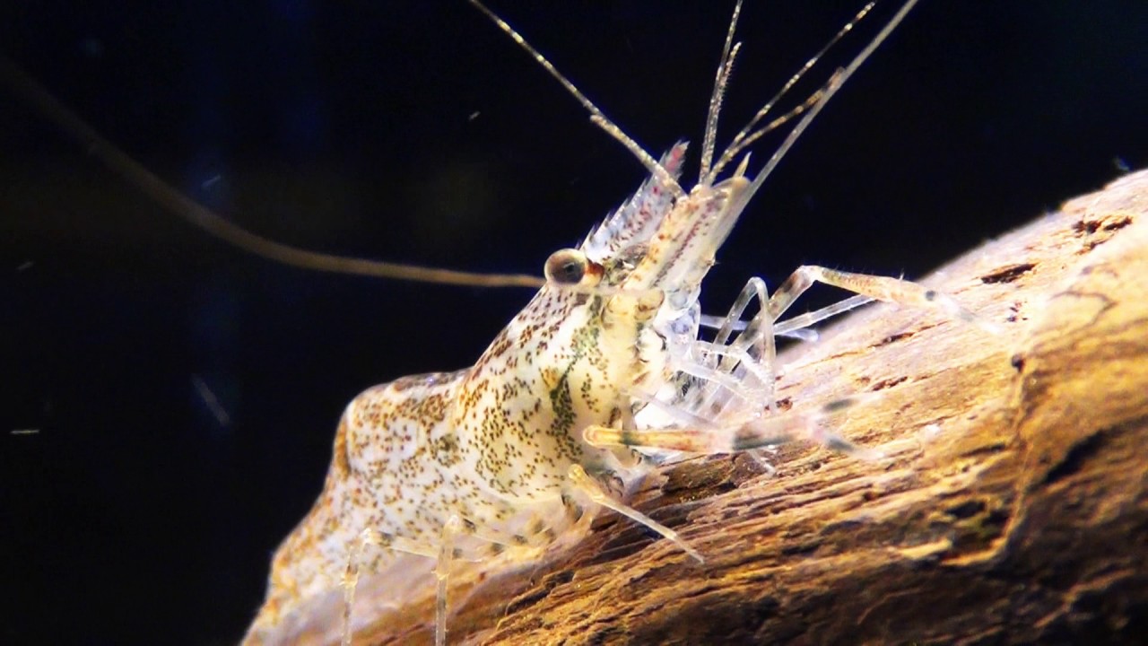 Macrobrachium Assamense Biotop Aquarium Youtube