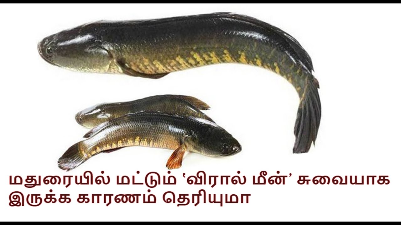 விரால் மீன் | Viral Meen | SUTTROLA DHISAI - YouTube