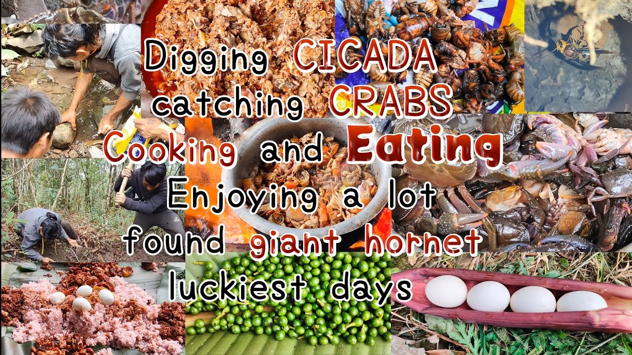 Digging Cicada Catching Crabs Found Giant Hornet Cooking and Eating in ...