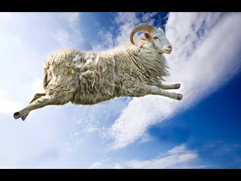 Can goats fly? - YouTube