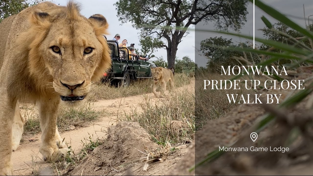 Massive Pride Up Close | Monwana Game Lodge | Thornybush Nature Reserve ...