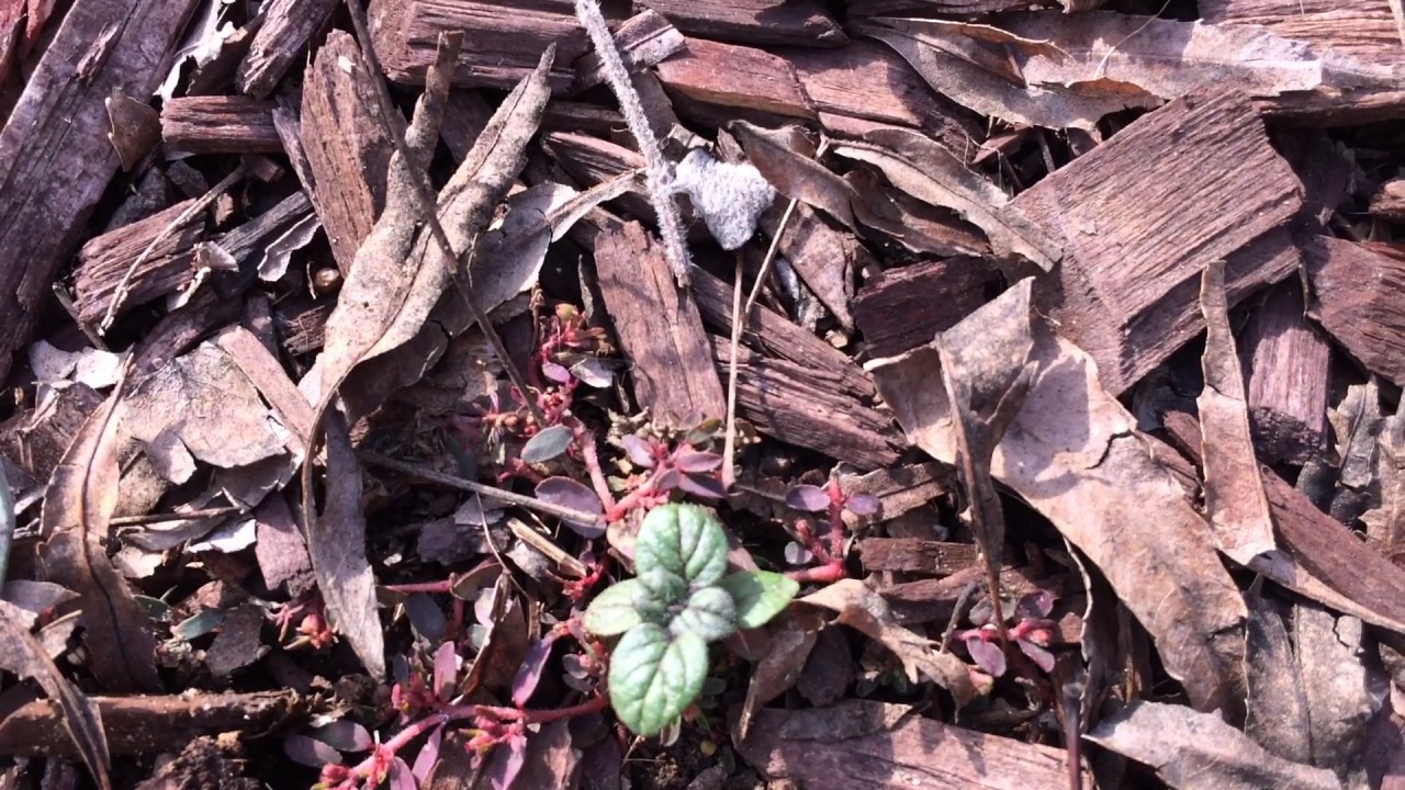 Winter - Origanum Syriacum Seedling - Zaatar - Syrian Oregano - YouTube