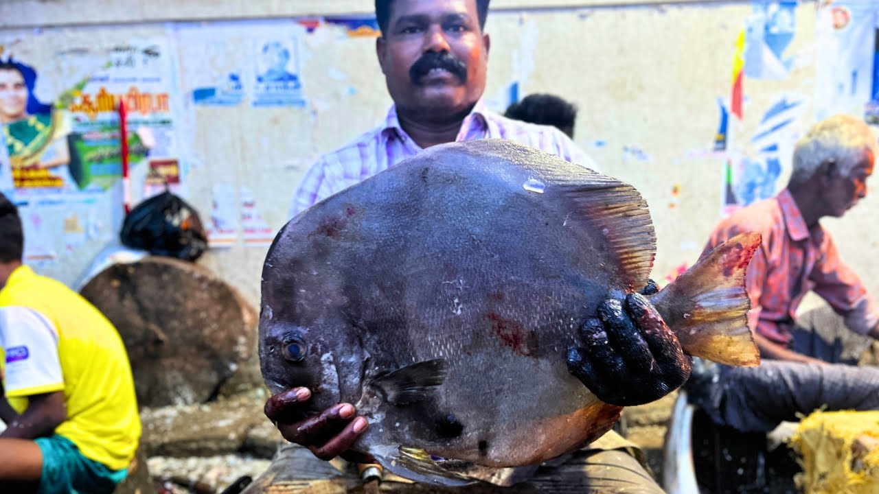 BIG BAT FISH CUTTING BY CHEETAH DURAI | HD VIDEO | IN KASIMEDU ...