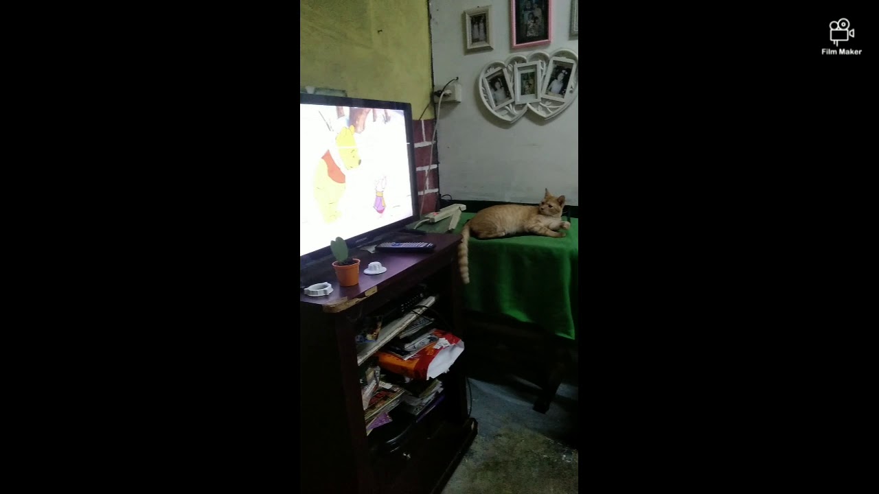 Cat watching Pooh (July) - YouTube
