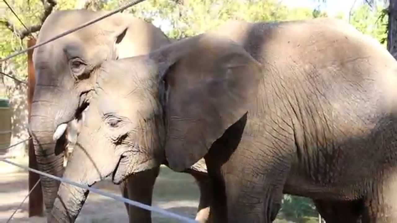 New African Elephants at Fresno Chaffee Zoo - YouTube