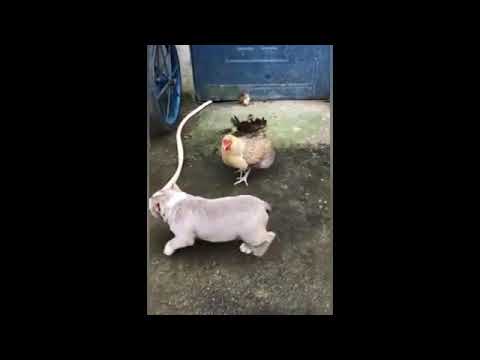 Horoz ile köpeğin kavgasi cok komik