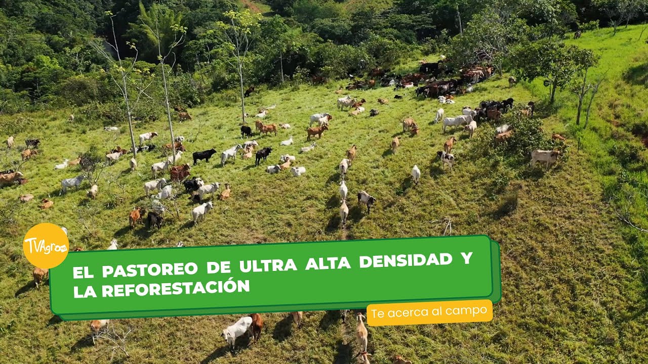 El pastoreo de ultra alta densidad y la reforestación - TvAgro por Juan ...