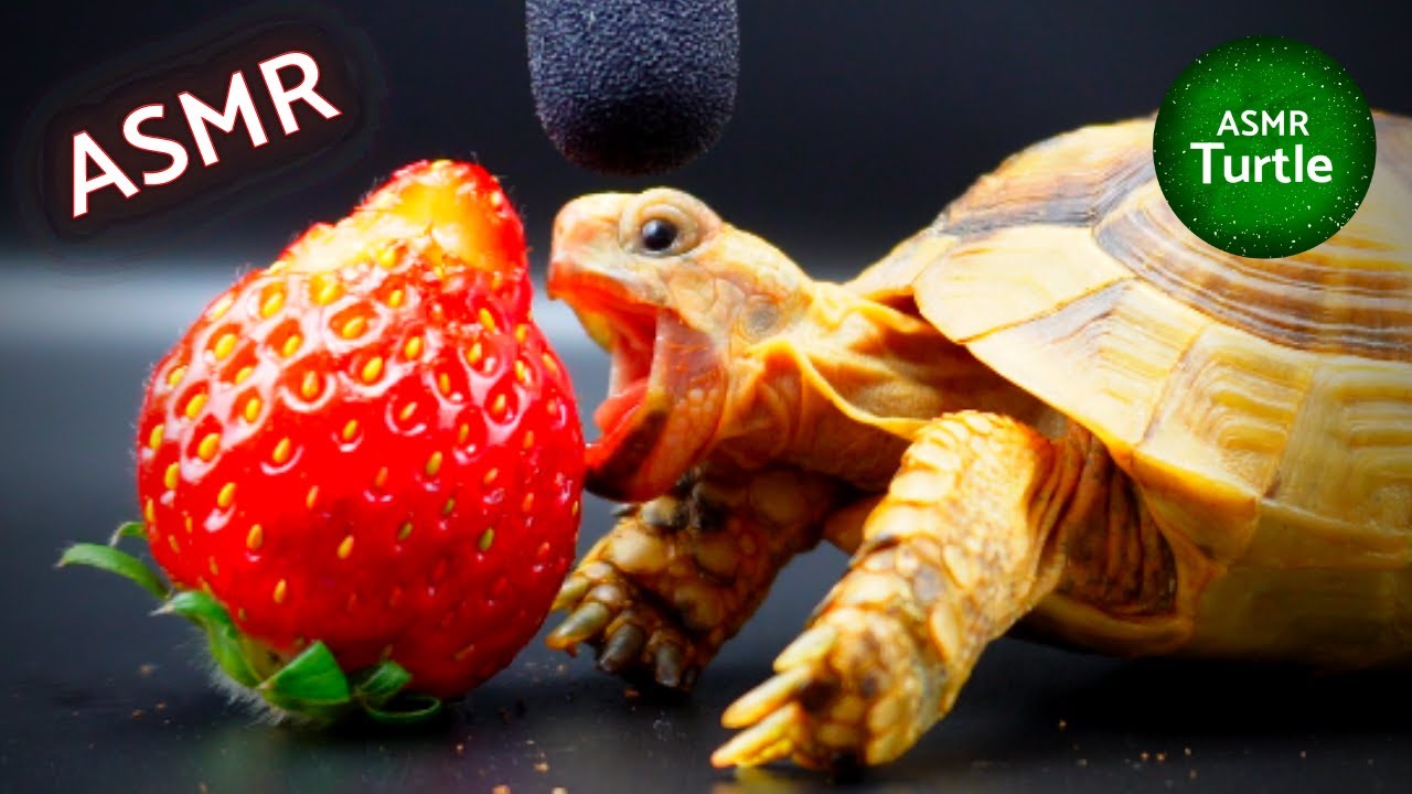 Turtle Tortoise Eating Strawberry ASMR Mukbang🐢🍓 - YouTube