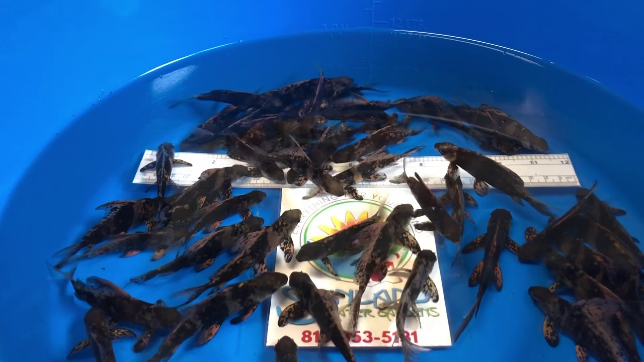 Hi-fin banded sharks - YouTube