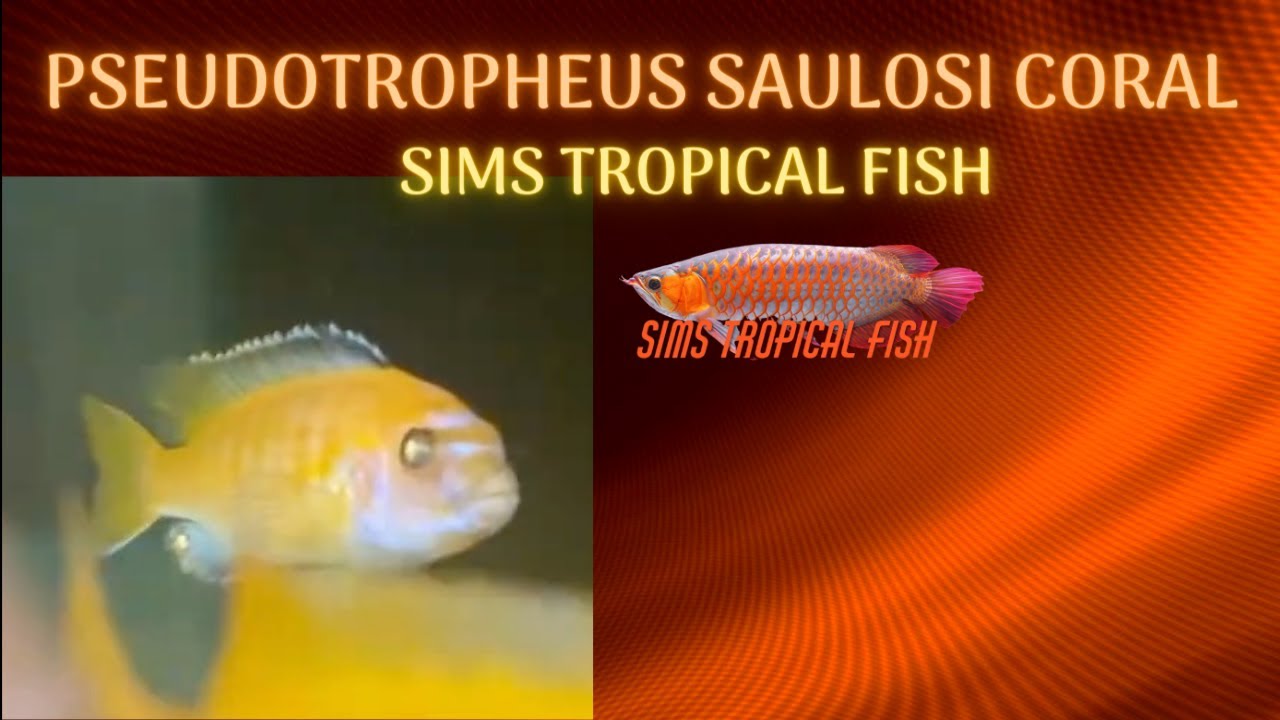 Sims Tropical Fish - Pseudotropheus Saulosi Coral - YouTube