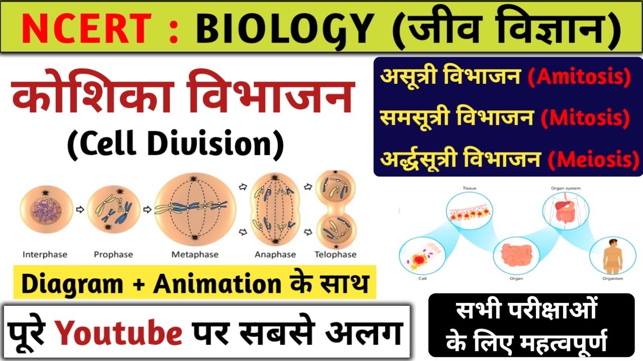 कोशिका विभाजन | Cell division | samsutri aur ardhasutri vibhajan ...