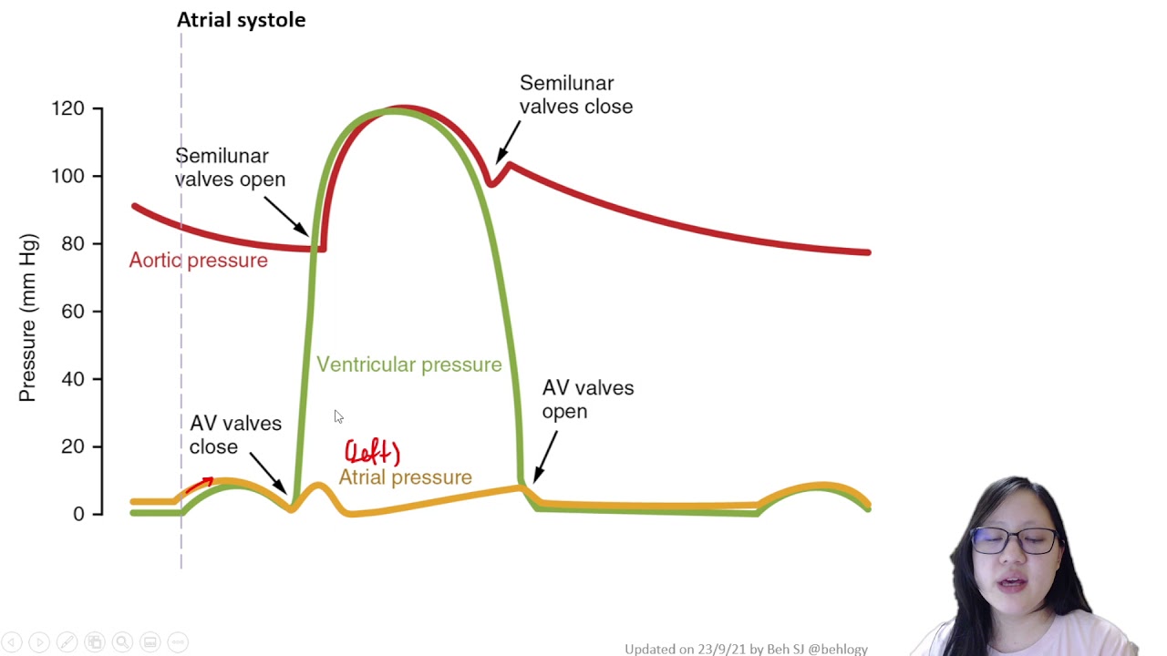 Chapter 8.3b - The Cardiac Cycle | Cambridge A-Level 9700 Biology - YouTube