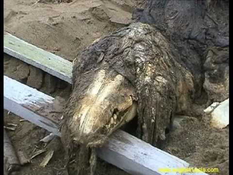 Weird Creature Found in Russia - YouTube