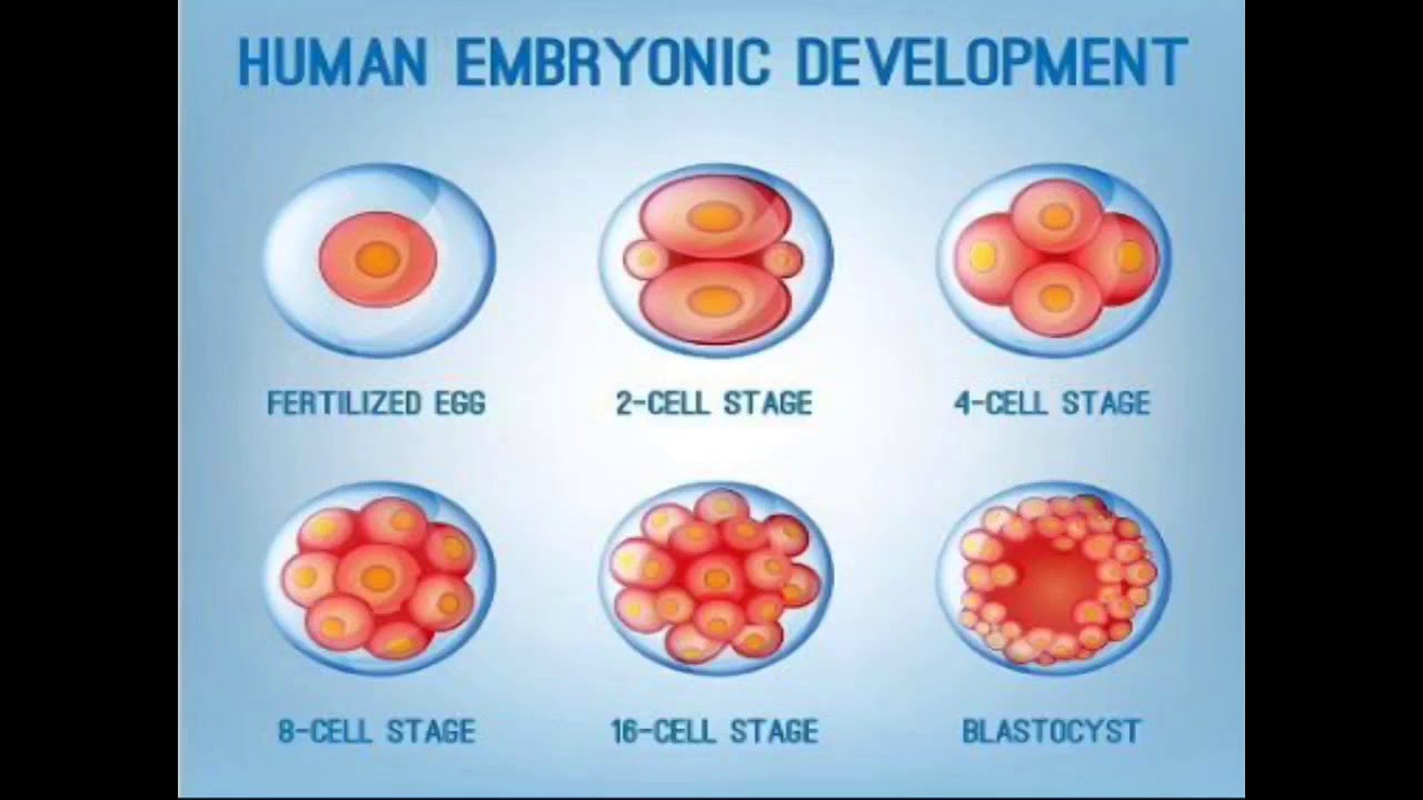 Embryonic development - YouTube