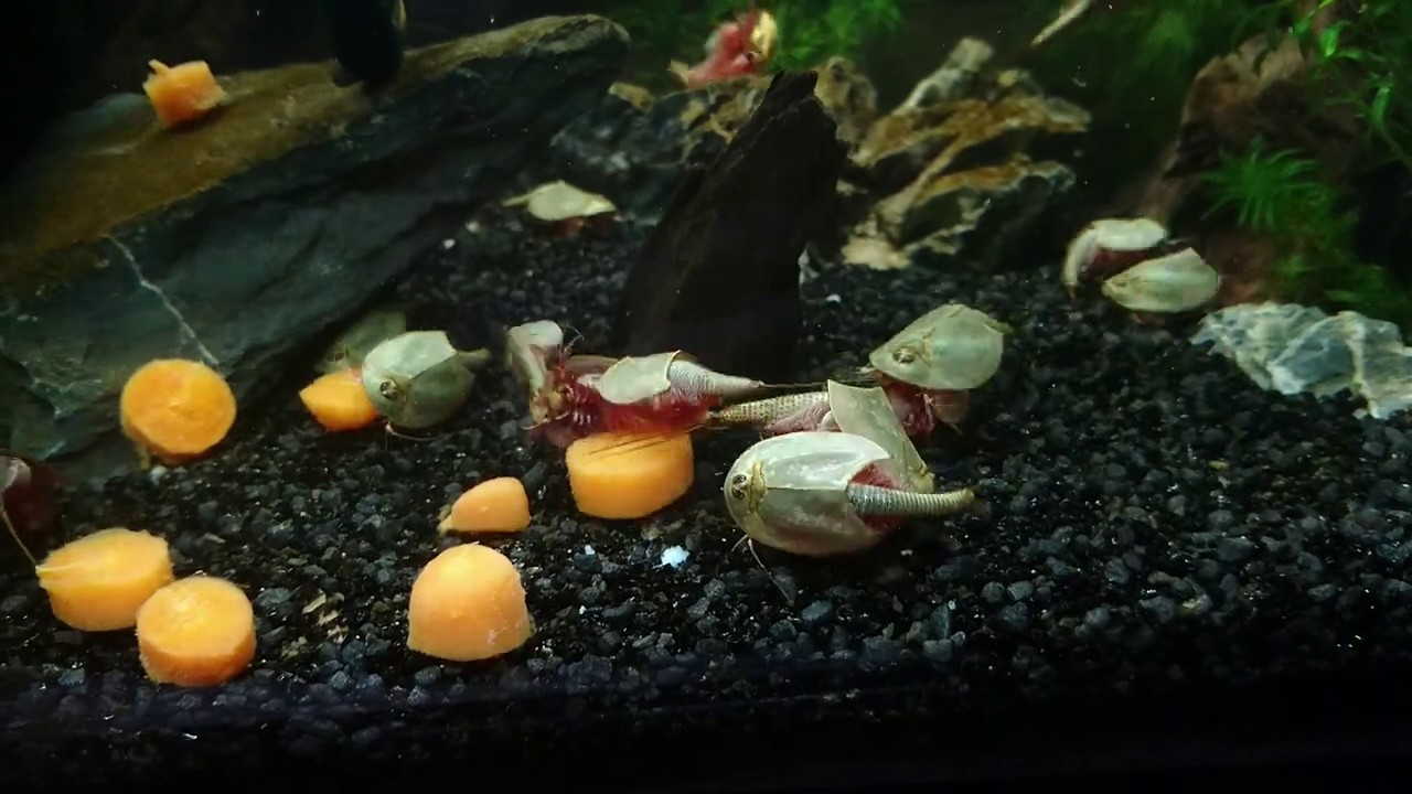Feeding the Triops colonies with Carrots! - YouTube