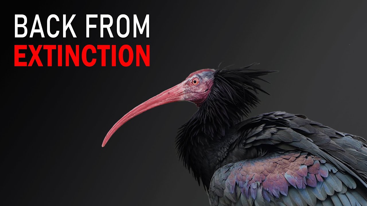 The RARE Bird that Came Back from Extinction With the Help of ...