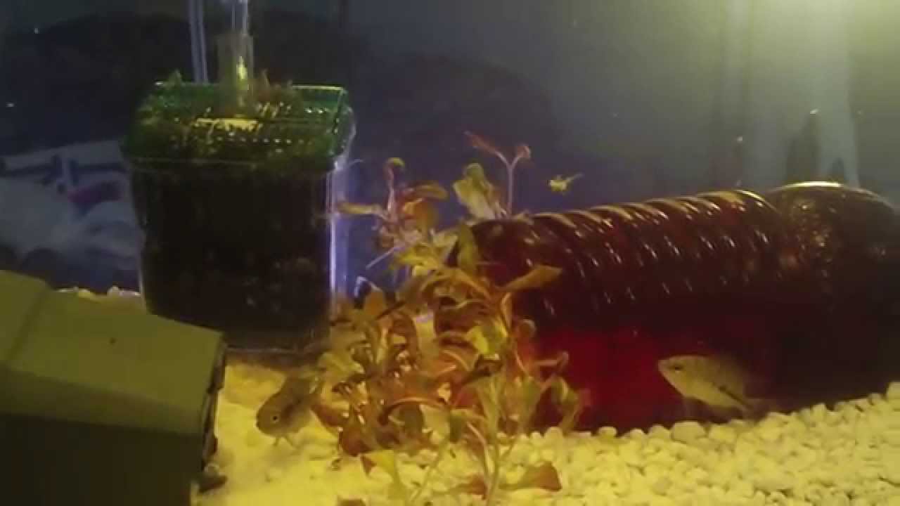 Fish tank update Godzilla Lobster! - YouTube