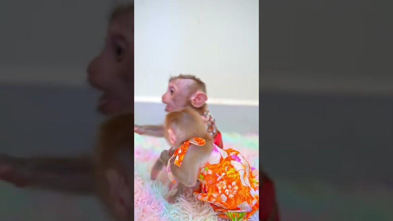 Smart Monkey baby toro happy play with kitty - YouTube