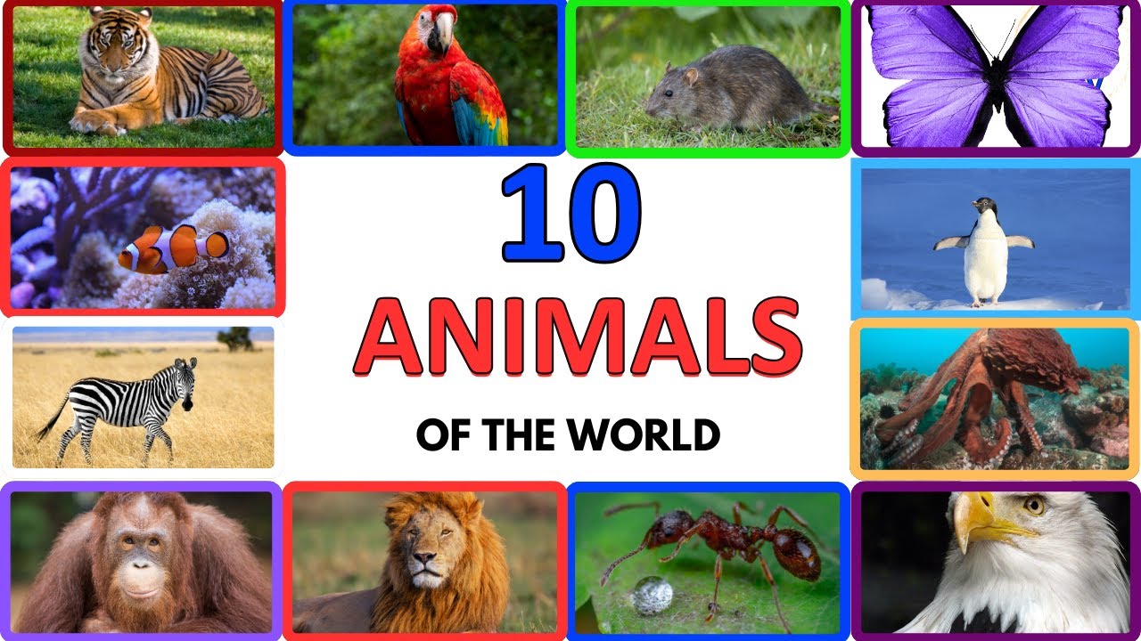 10 Animals of the World – Learning the Different Names and Sounds of ...