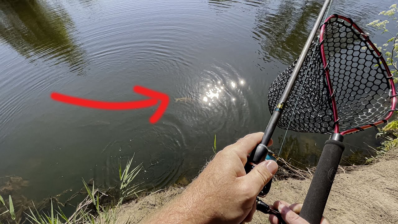 A Cod tried to eat my Rainbow Trout on the Fish River, O'Connell NSW ...