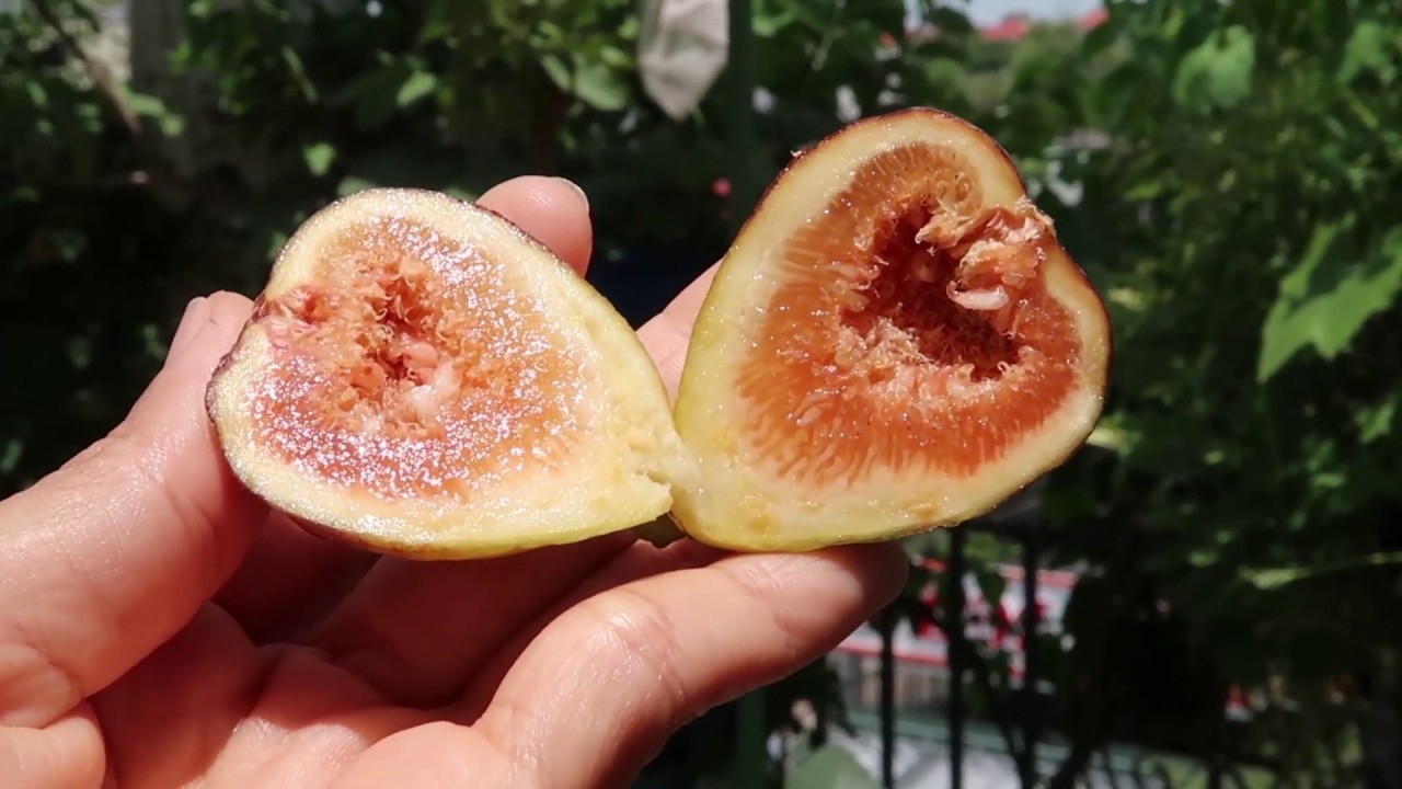 [98 - Q9HCM] Fig Garden: Albacor Comuna - YouTube