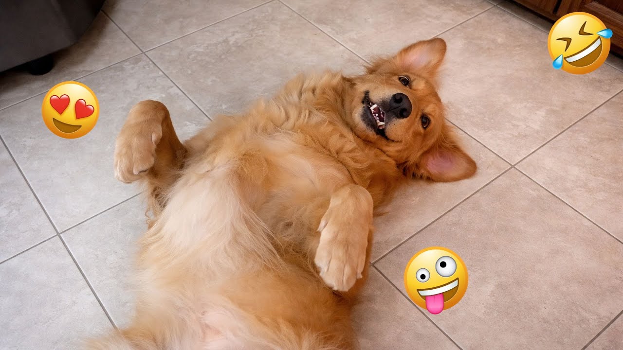 Dogs Are The Kings Of Animal Comedy 🐶😂 Funniest Dog Moments Ever - YouTube