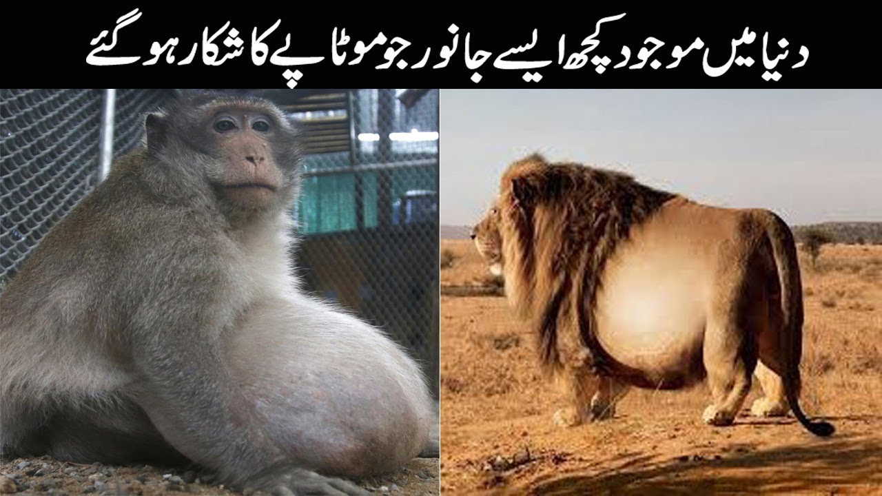 Top 7 Fattest animals in world || دنیا میں موجود سب سے موٹے جانور ...