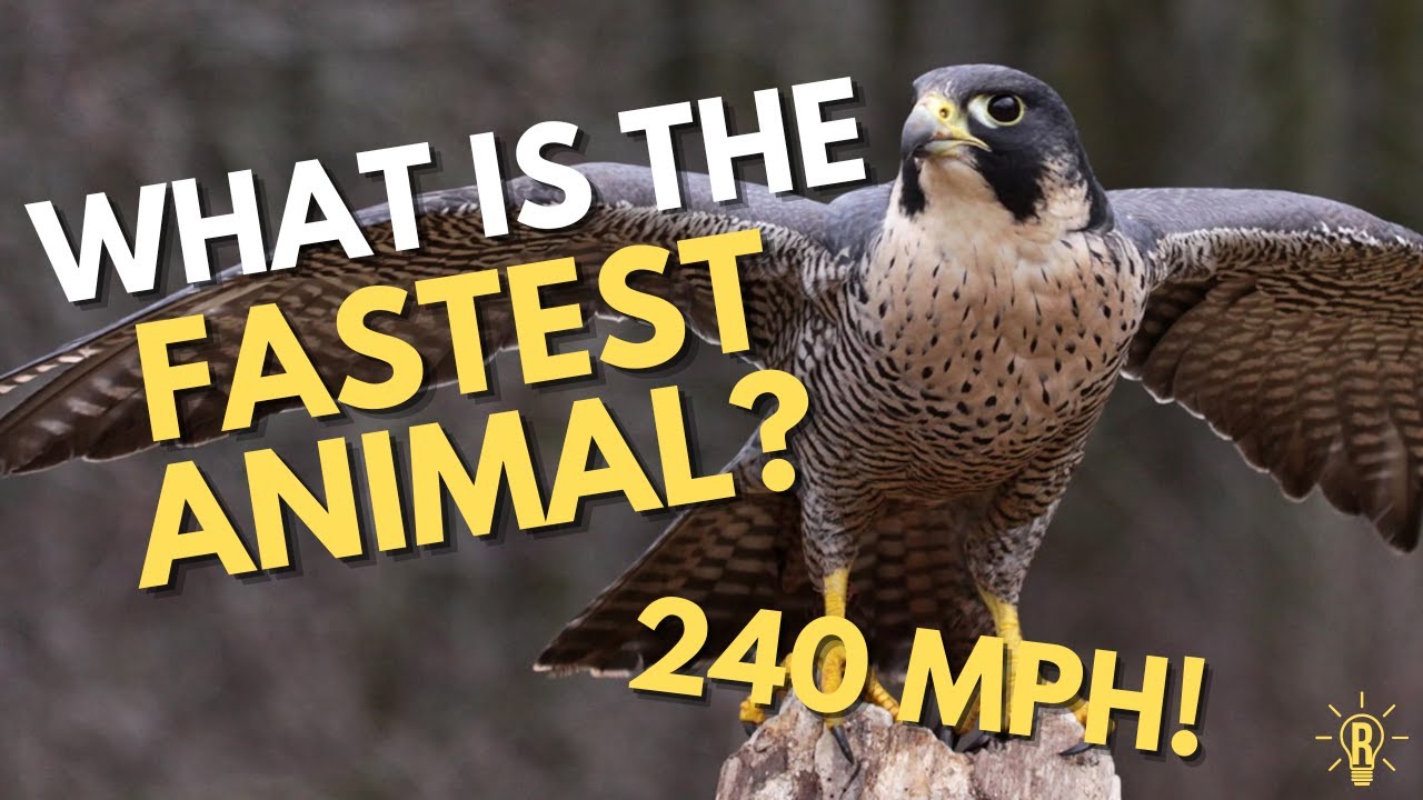 What is the Fastest Animal on Earth? | Refeynman - YouTube
