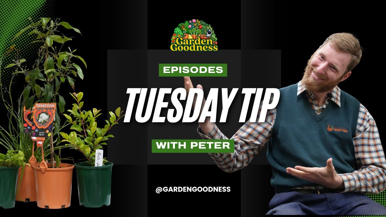 How to grow your own bush tucker? - YouTube