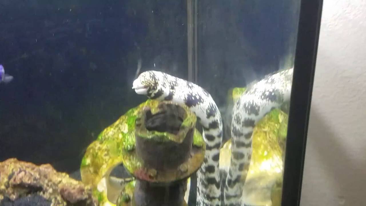 Snowflake eel feeding - YouTube