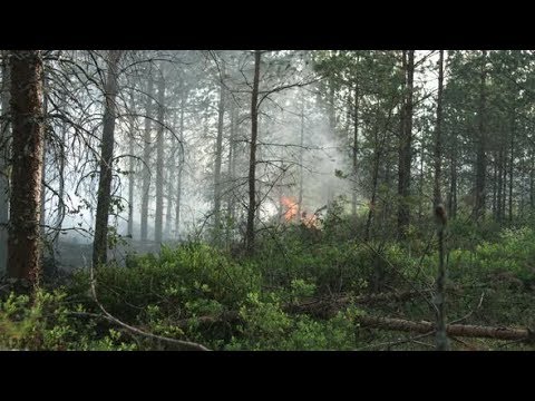 Extinguishing Forest Fire with Water | Stock Footage - Videohive - YouTube