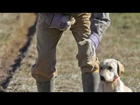 Sporting Life Kennels- "Dock Dogs" - YouTube