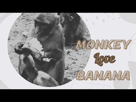 WHY MONKEY LOVE 🍌? - YouTube