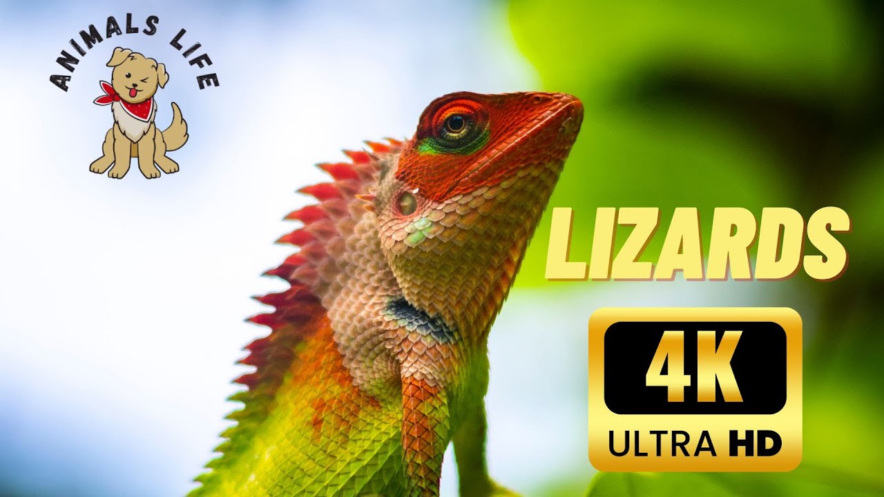 Lizards in 4k - wild life - YouTube