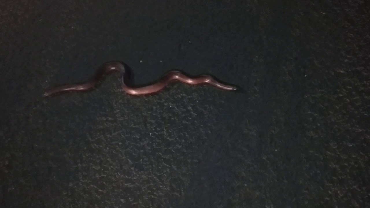 Sand Boa Indian two headed snake - YouTube
