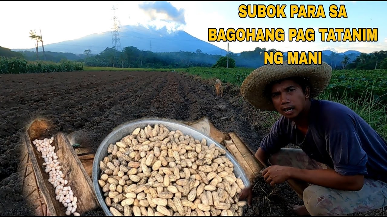 PAGTANIM ng mani pag SUBOK para sa bagohang magtatanim - YouTube