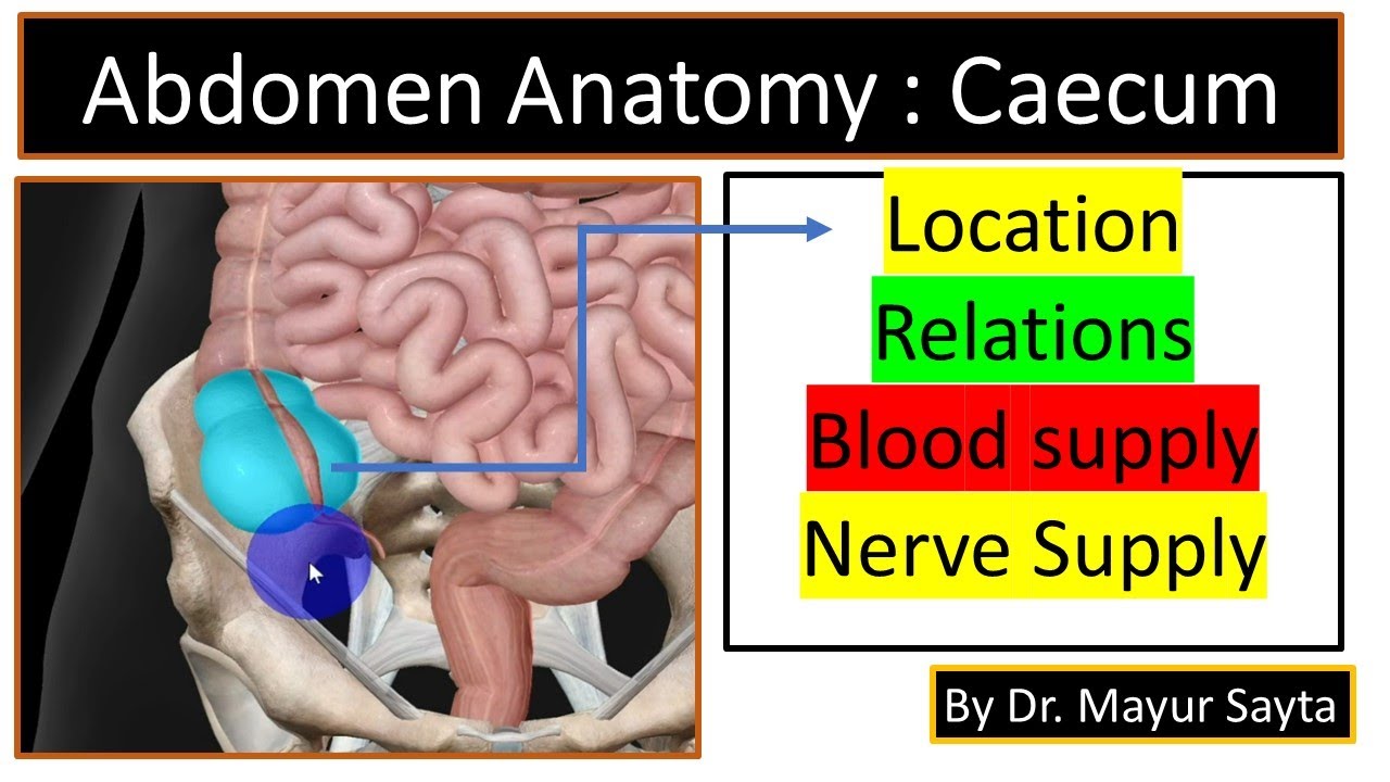 Caecum Anatomy | Location of Caecum | Blood supply and Nerve Supply of ...