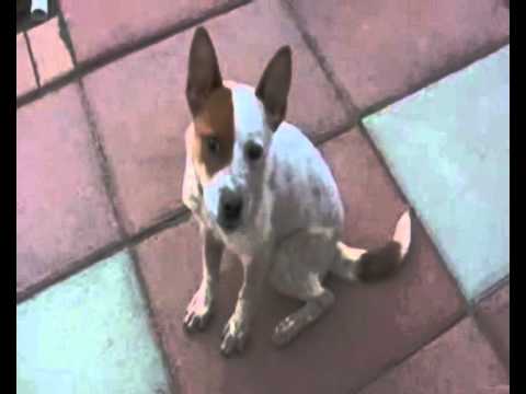 Perro pedorro - YouTube