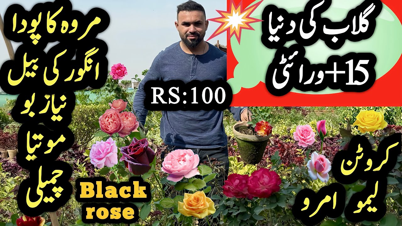 Karachi Nursery Tour! 15+ Gulab Varieties, Crotons Marva Plant, Angoor ...