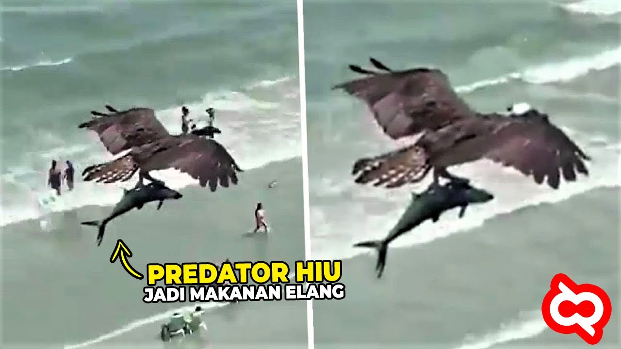 Video Ini Bukti Keganasan Elang Berburu Mangsa! Ikan Hiu jadi Santapan ...