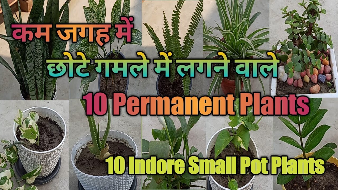 छोटे गमले में कम जगह में लगने वाले 10 परमानेंट प्लांट||Best Indore ...