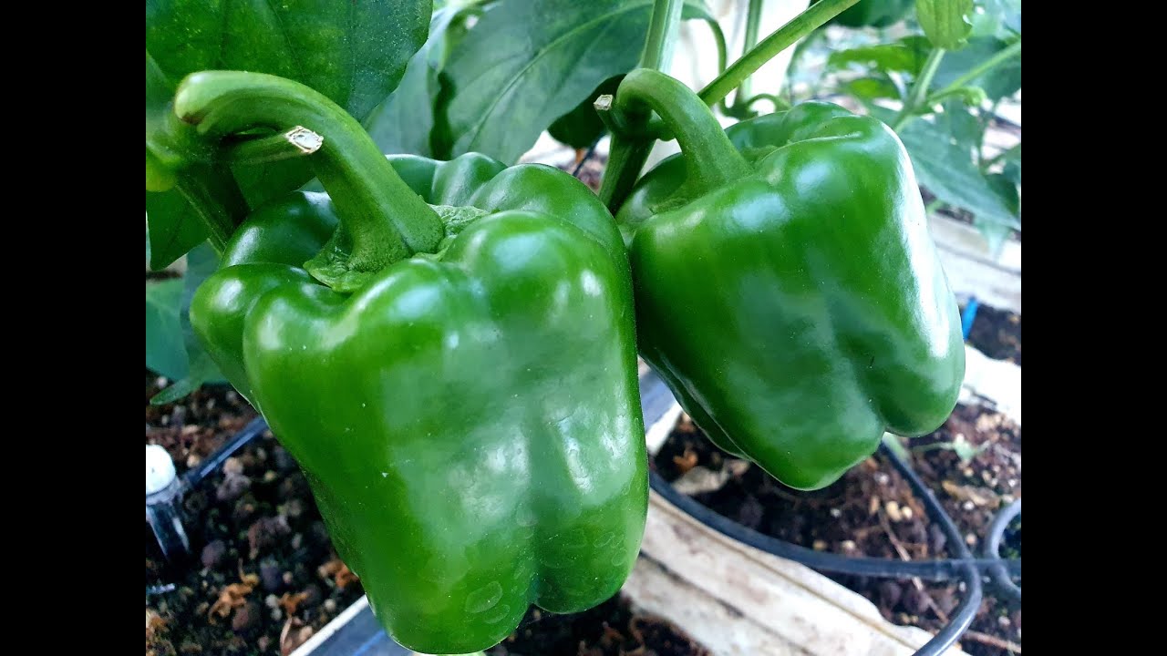 Growing Red Jet RZ F1 Bell Peppers - YouTube