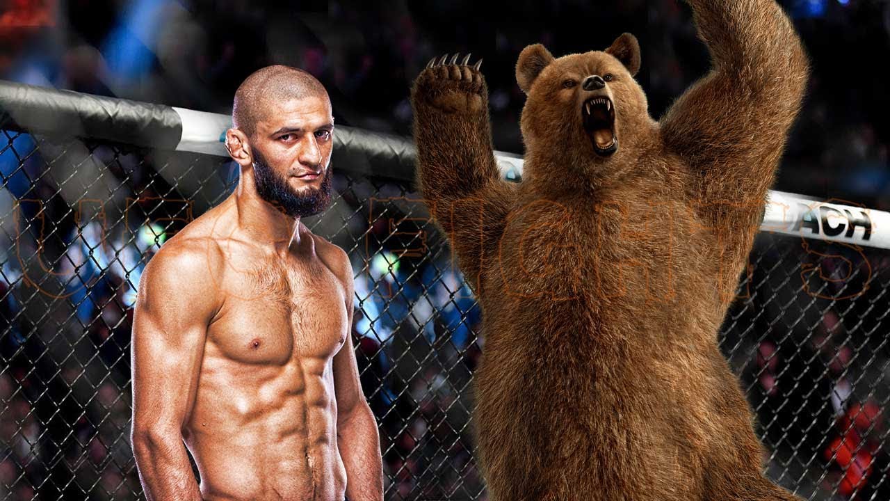 Khamzat Chimaev vs Bear Match UFC Fights - YouTube