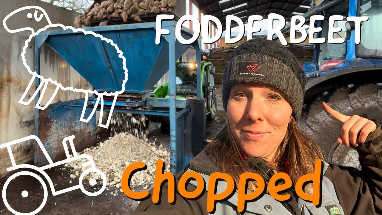 Barley Wholecrop pit reveal - beet through the chopper | Charlotte ...