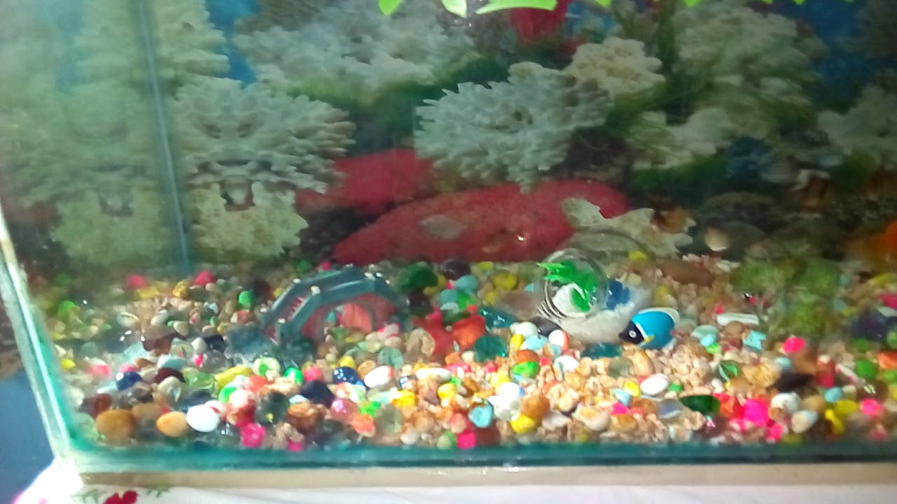 Community Tank(Tiger Barb,Rose Barb,Gold Barb,Zebra Danio,Tetra,Platty ...