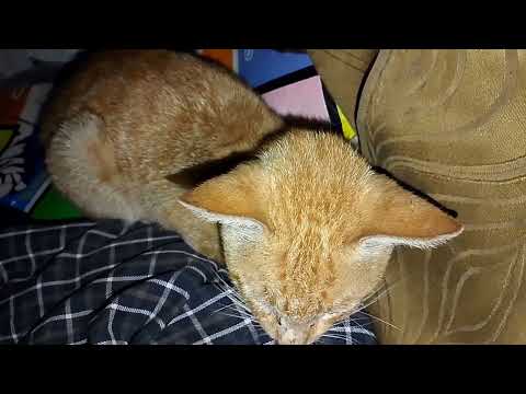Gemol cat is sick again