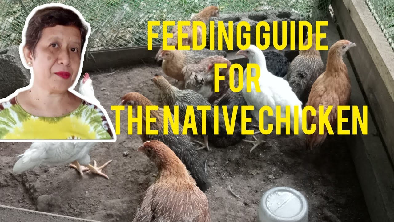 FEEDING GUIDE/FEEDING PROGRAM FOR THE NATIVE CHICKEN @DalisayCelestino ...