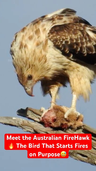 The Bird That Starts Fires on Purpose (Australian Firehawk Explained) # ...